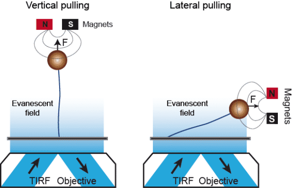 Combined MT-TIRF | Fernando Moreno Herrero Lab